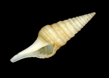 弓舌总科 Toxoglossa 蓝色动物学（中国动物学科普）